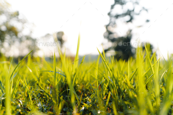 Green grass garden in spring Stock Photo by ArtRachen | PhotoDune