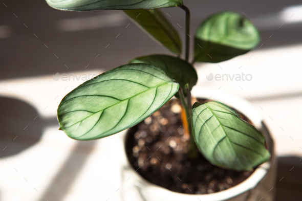 Ctenanthe burle-marxii Amagris, Calathea mint close-up leaf on the ...