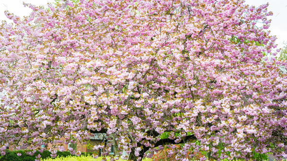 Pink Cherry Trees in Bloom in Park during Spring Stock Photo by Manuta
