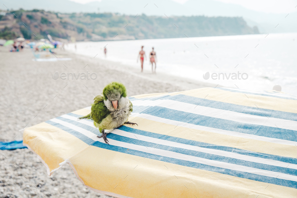 Monk parakeet on beach in Spain Stock Photo by Kajan81 | PhotoDune