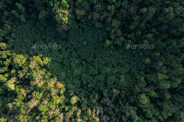 high angle tropical forest and road into the forest Stock Photo by ...