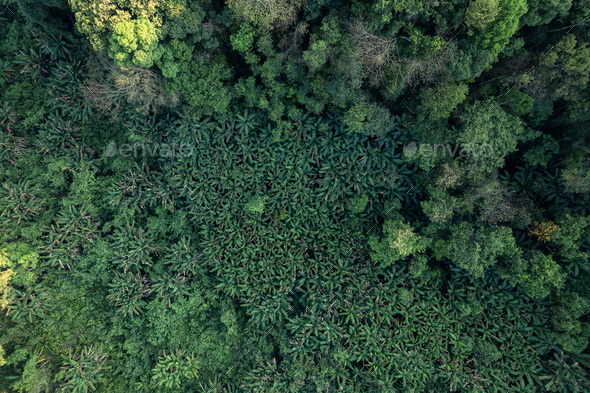 high angle tropical forest and road into the forest Stock Photo by ...