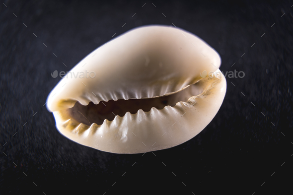 Very small white sea shells with a black background. Macro photography ...