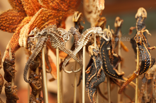 Cooked gecko, starfish and sea horse thread on skewers Stock Photo by ...
