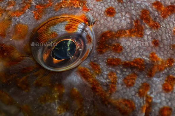 Fish eye underwater in Pacific Ocean Stock Photo by edb3_16 | PhotoDune
