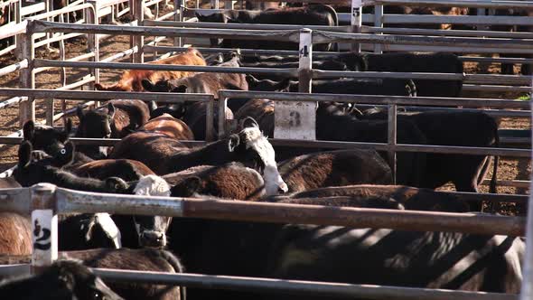 Cows grouped together in their enclosure at a cattle sale, Stock Footage