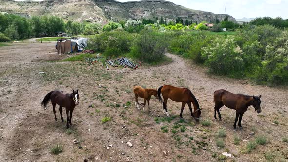Horse ranch high in the mountains of Cappadocia Aerial view 4 K, Stock ...