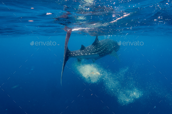 whale shark poop in isla mujeres Stock Photo by borsattomarcos | PhotoDune