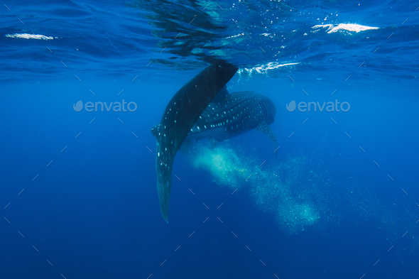 whale shark poop in isla mujeres Stock Photo by borsattomarcos | PhotoDune