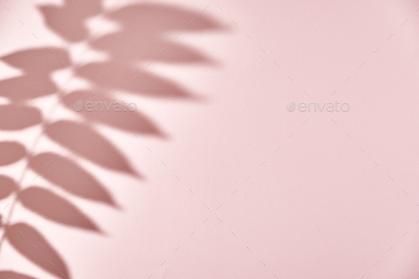 Leaf shadow on pink background. Creative abstract background Stock ...