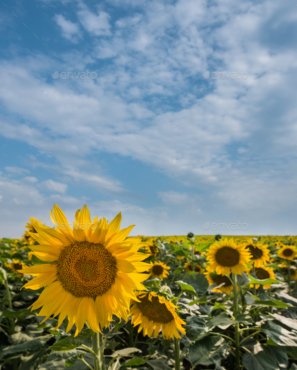 Field of small sunflowers in summer, agriculture Stock Photo by ...