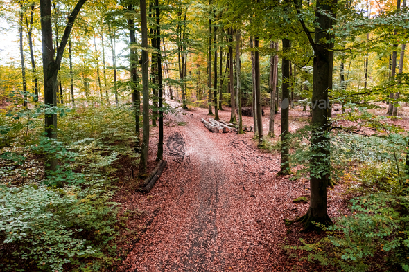 Beautiful path in the forest. Aerial view of wildlife. Stock Photo by ...