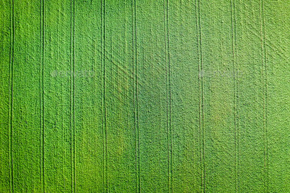 Top down view of green field in spring Stock Photo by Shaiith | PhotoDune