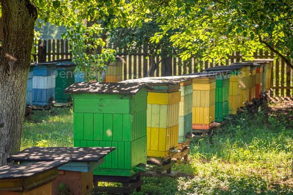 Ecological beehives with bees in countryside, Poland Stock Photo by Shaiith