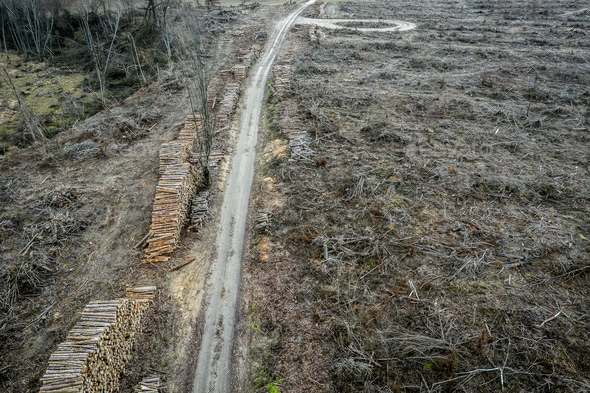 Aerial view of terrible deforestation, destroyed forest for harvesting ...