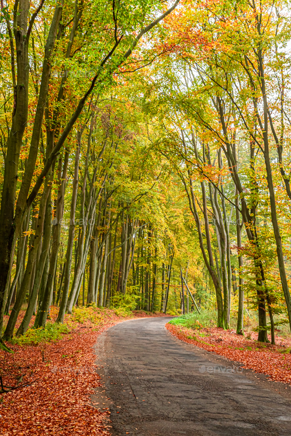 Dark road and gold forest in the autumn, Poland Stock Photo by Shaiith
