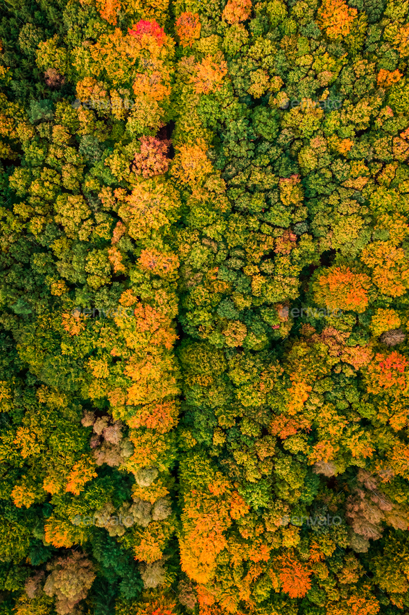 Top down view of autumn forest. Aerial view of wildlife. Stock Photo by Shaiith