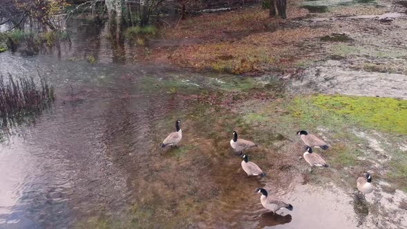 Overhead shot of Canadian Geese in water in autumn., Stock Footage