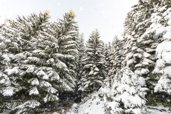 Tall dense old spruce trees grow on a snowy slope Stock Photo by ...