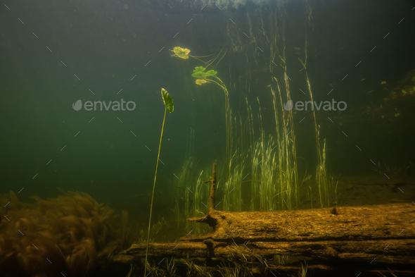 Underwater scene at the bottom of a lake. Nature Background Stock Photo ...