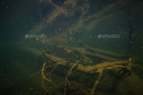 Underwater scene at the bottom of a lake. Nature Background Stock Photo ...