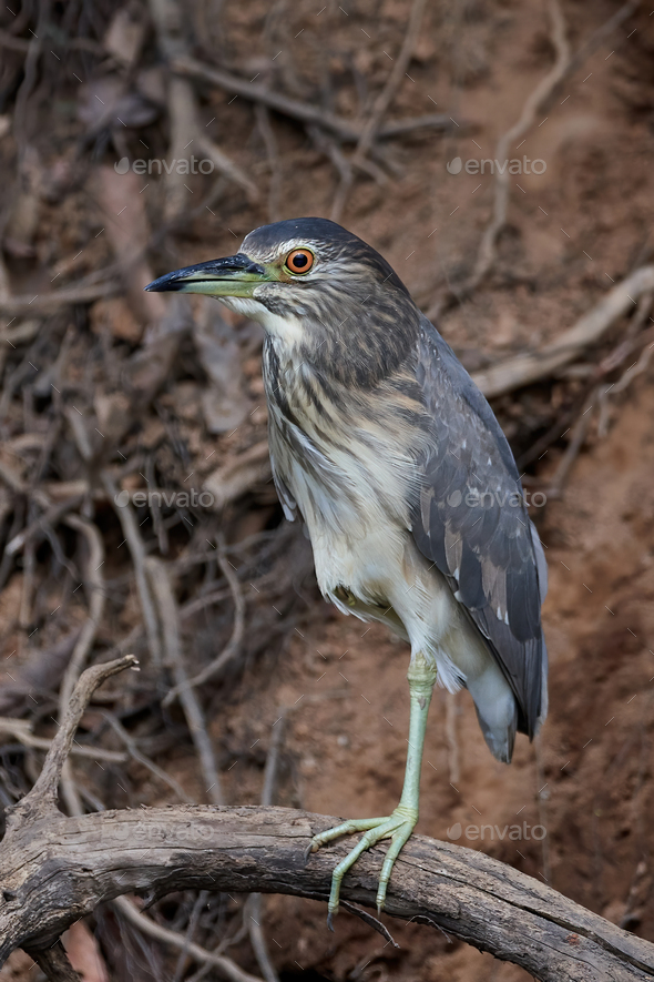 Black-crowned night heron (Nycticorax nycticorax) Stock Photo by ...