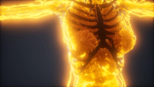 Colorful Human Body Animation Showing Bones and Organs, Motion Graphics