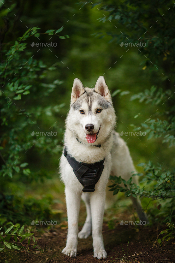 the portrait of siberian grey husky in forest Stock Photo by seleznev ...
