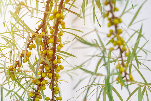 Olive tree brunch with a fruits, close up Stock Photo by Lazy_Bear