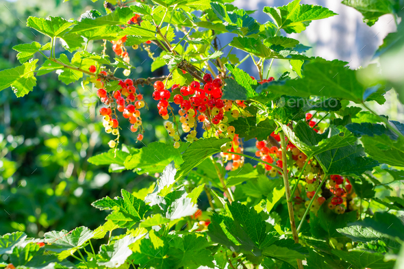 ripening red current on bunch in a garden Stock Photo by Lazy_Bear