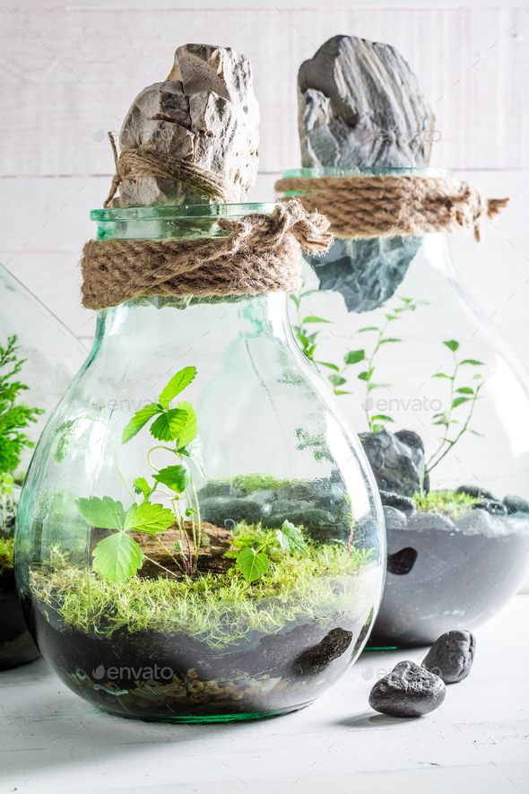 Beautiful jar with piece of forest with self ecosystem Stock Photo by ...