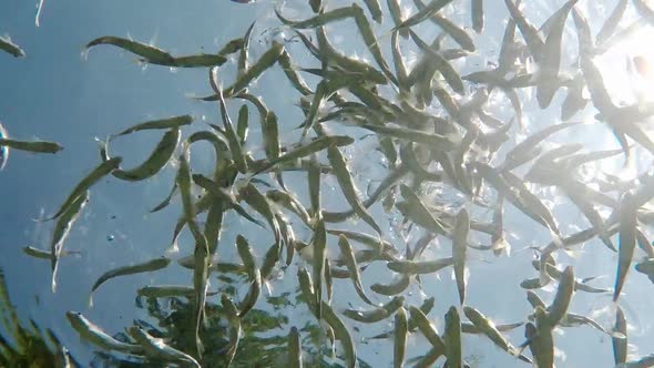 Fish swimming in very clear and transparent shallow water. Swarm of ...