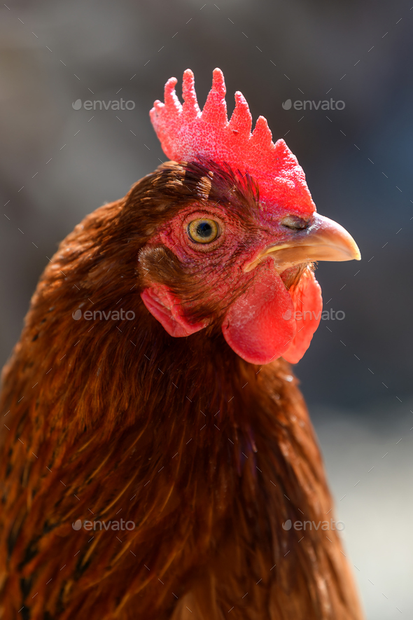 Portrait chicken on the farm, poultry concept Stock Photo by byrdyak