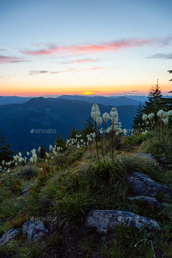 Wild Flowers on top of Mountain. Sunset Sky. Nature Background Stock ...