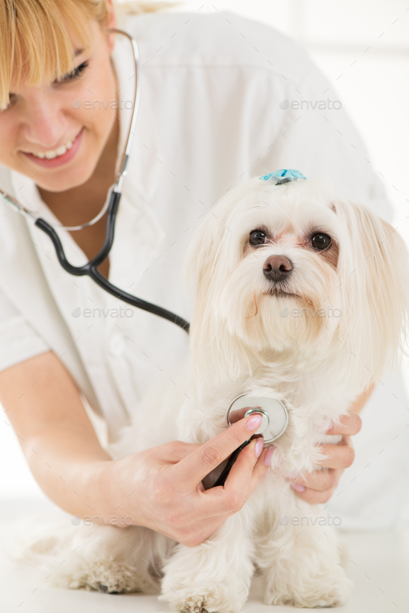 At the veterinary Stock Photo by micens | PhotoDune