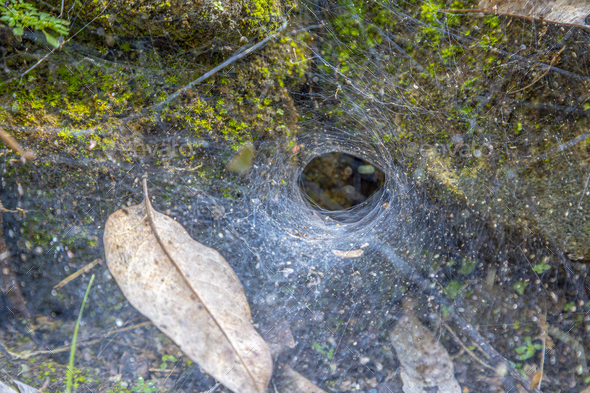 Cobweb hole in the temples of Copan Ruinas. Honduras Stock Photo by Unai82