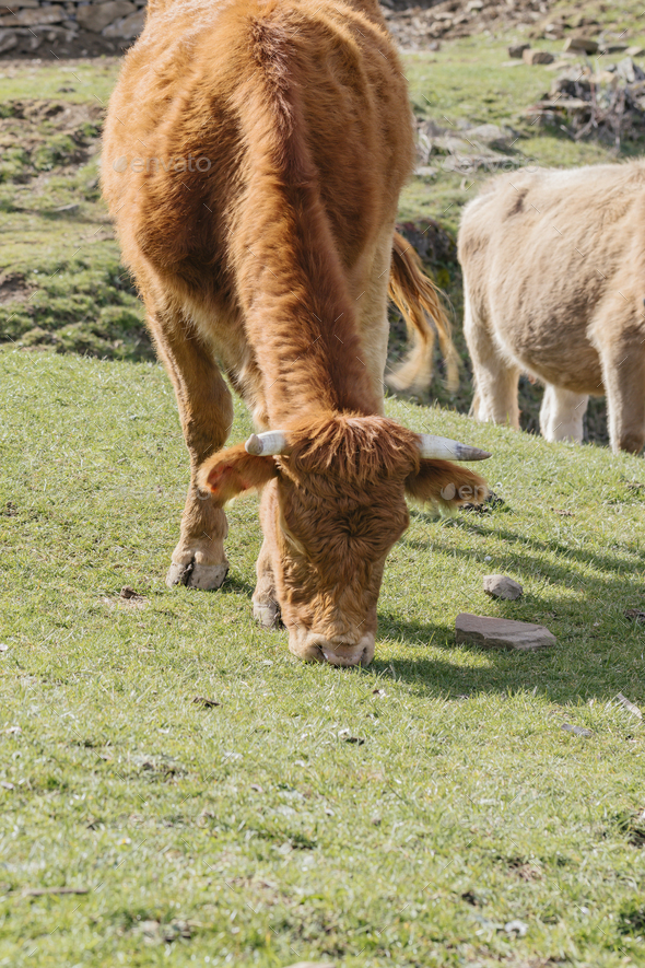Asturian breed cow grazing in the bush. Stock Photo by armacuatro ...