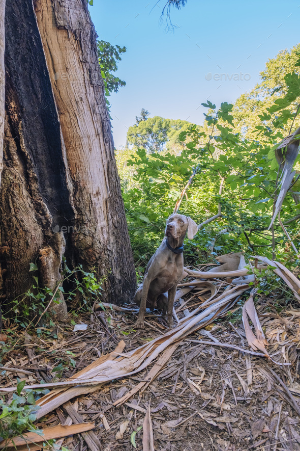 Weimaraner dog sitting between two huge trees. Stock Photo by armacuatro