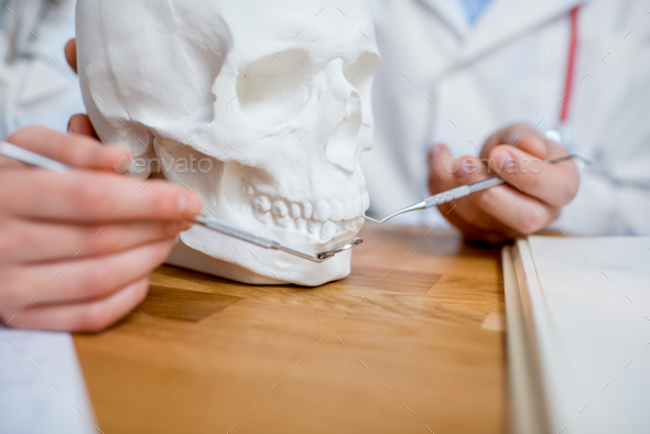 Studying the structure of the skull Stock Photo by RossHelen | PhotoDune