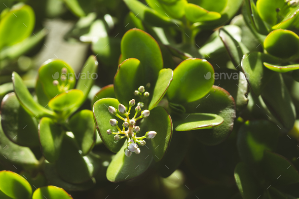 Spikeless cactus green leaves background with cactus flower. Stock ...
