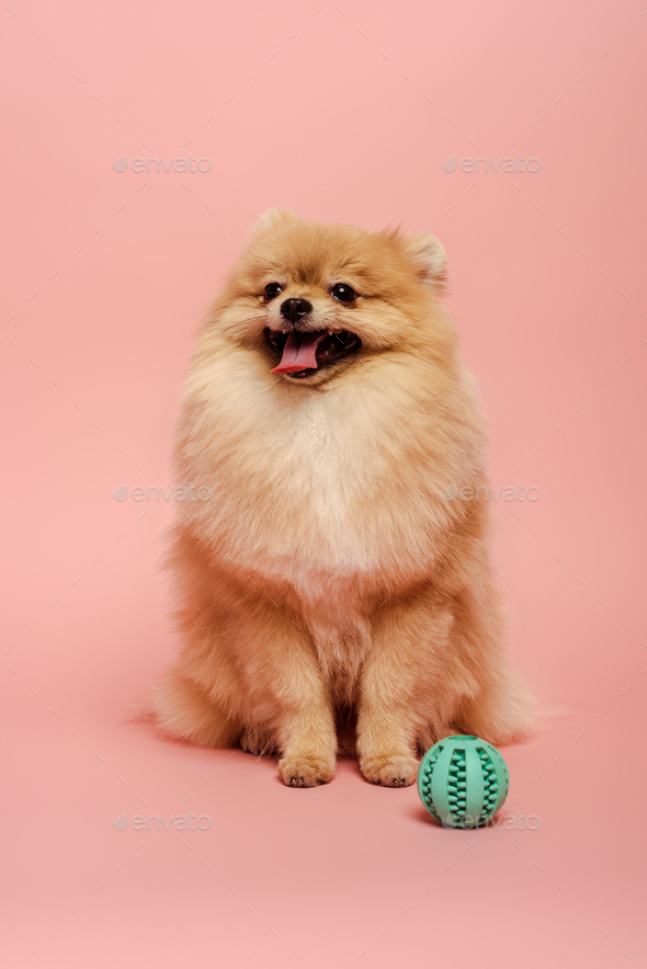 Cute German Spitz Dog
