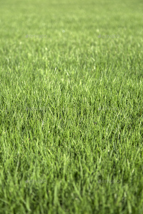 Close up view at green grass Stock Photo by BGStock72 | PhotoDune
