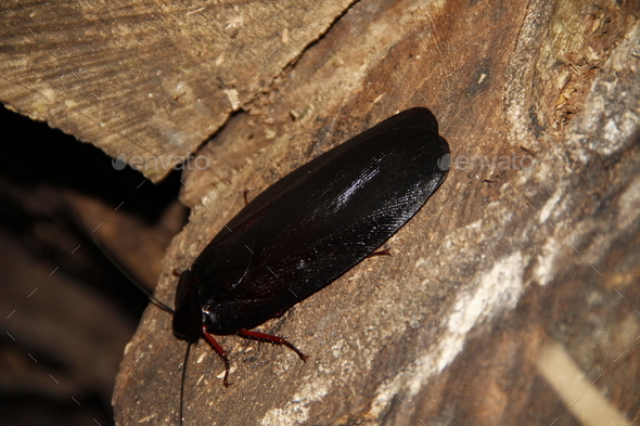 A beautiful black bug in the night visit to the Monteverde jungle ...