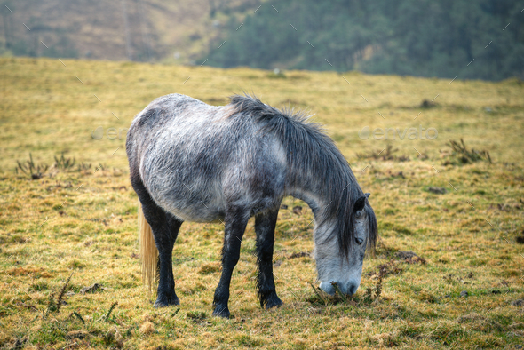 Grayish specimen of wild horse of pure Galician race Stock Photo by ...