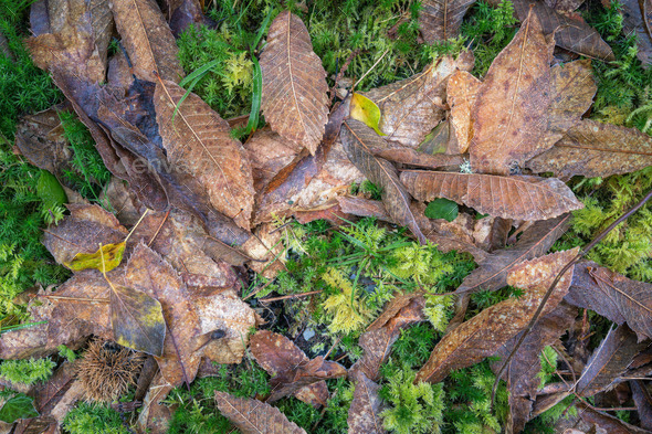 Deciduous forest floor background with a variety of plant elements ...