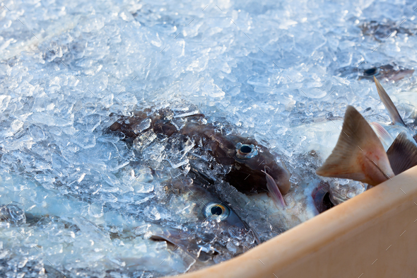 Catch of the day - Fresh Fish in Shipping Container Stock Photo by nzooo