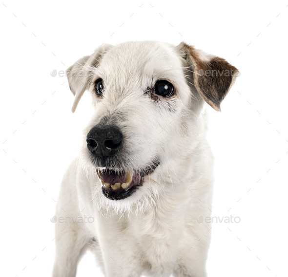 parson russell terrier Stock Photo by cynoclub | PhotoDune