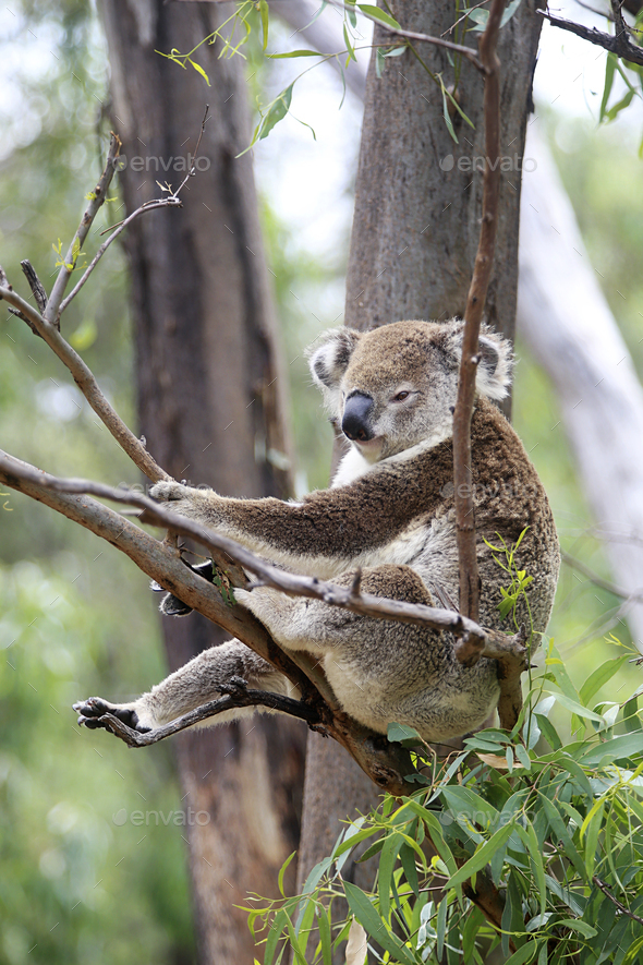 Koala in a tree Stock Photo by BGStock72 | PhotoDune