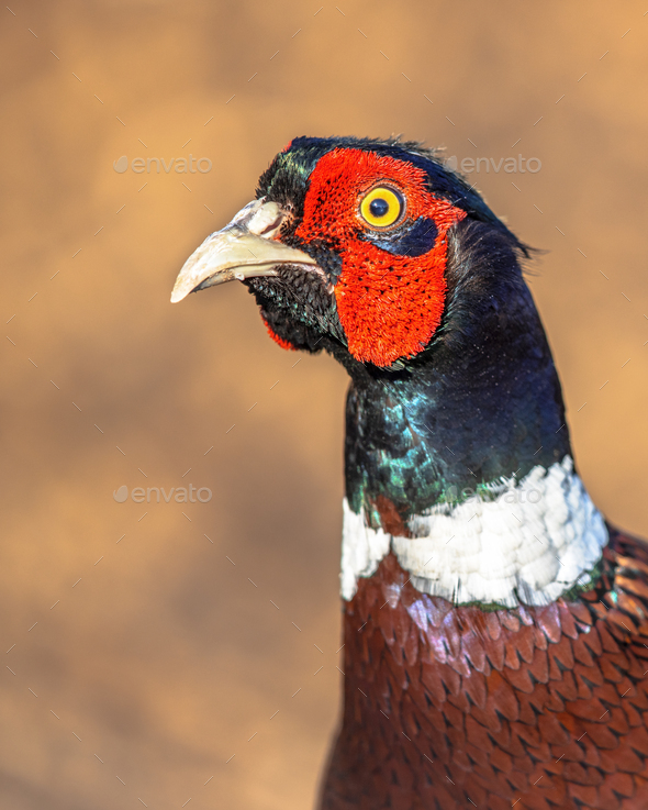 Common Pheasant potrait on brown background Stock Photo by ...