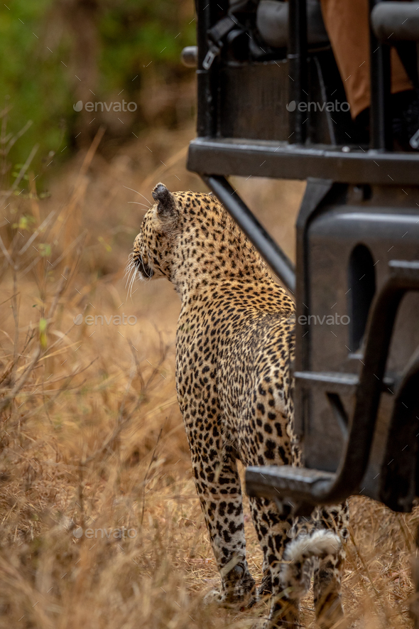 Big male Leopard standing next to a game viewer. Stock Photo by ...